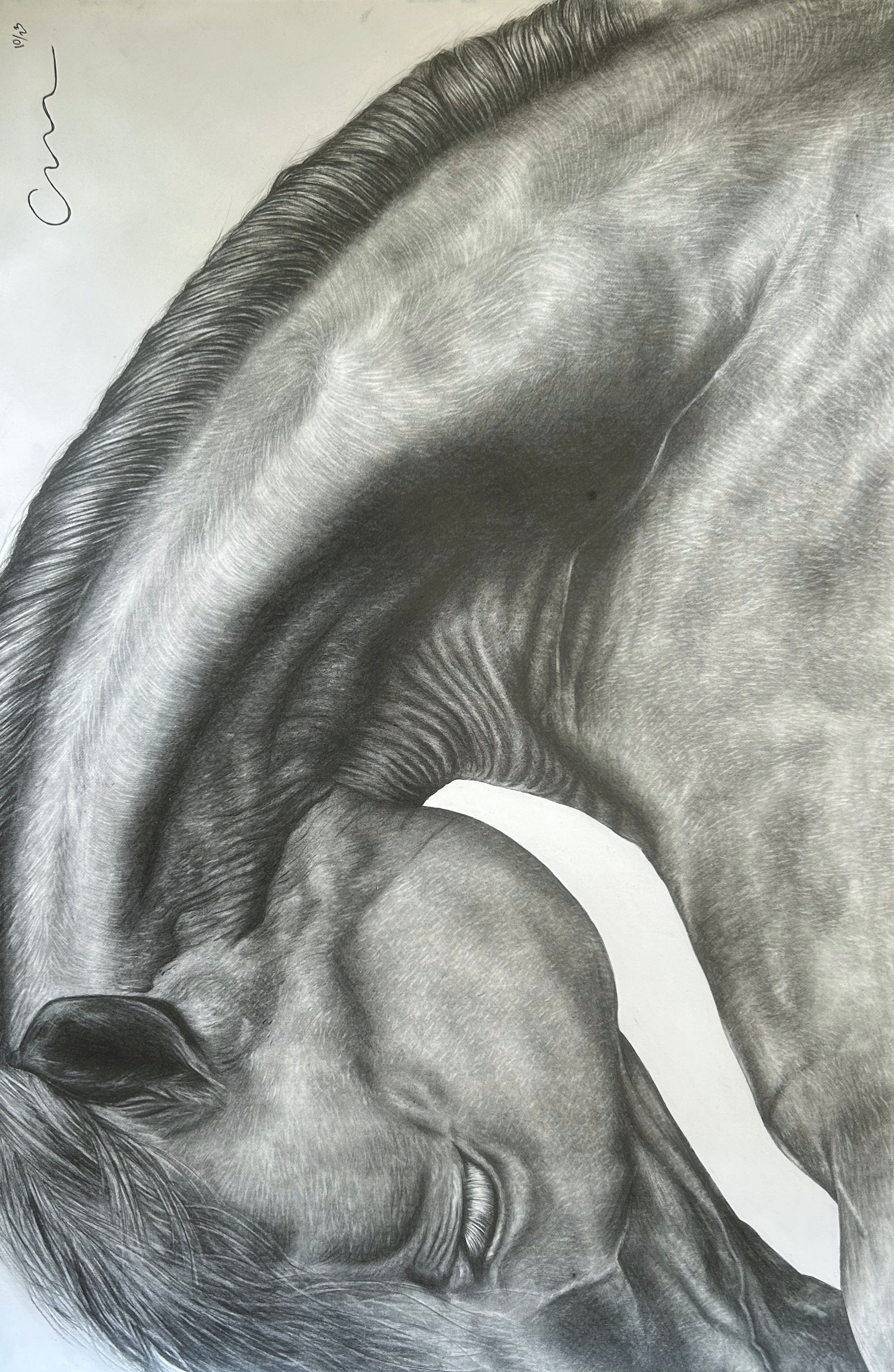 Gustavo – teo-gallery